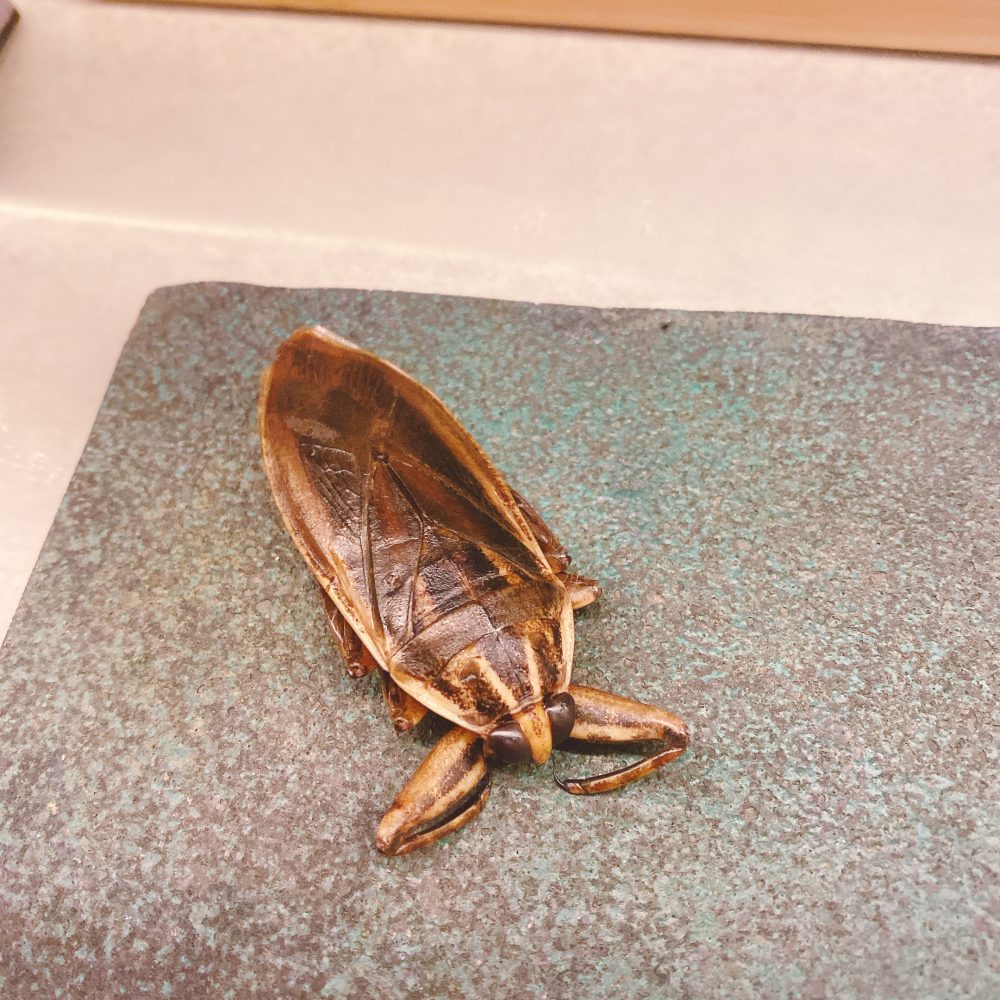 【ANTCICADA】(＠中央区・馬喰町）1杯にコオロギ160匹利用！出汁にも醤油にも麺にもコオロギを使った「コオロギラーメン」│東京下町・ひとり飯